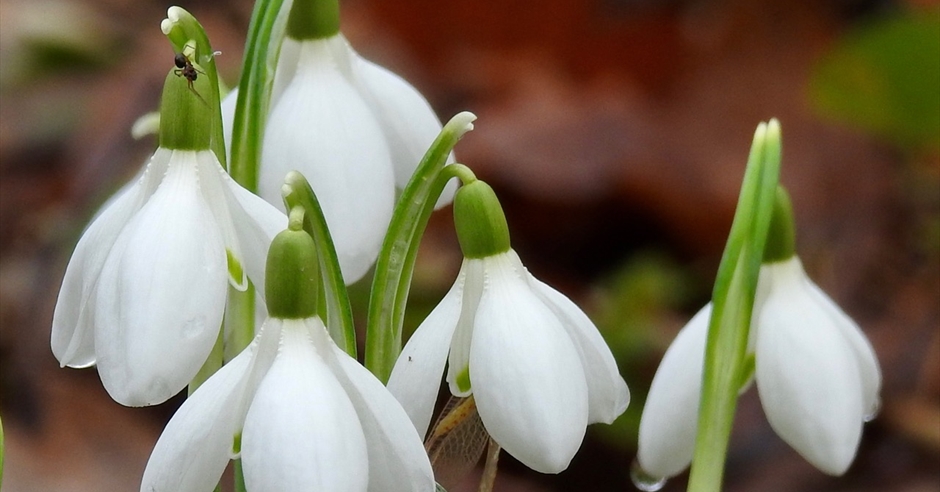NGS Snowdrops Opening - Gardening Event in Colchester, Colchester ...