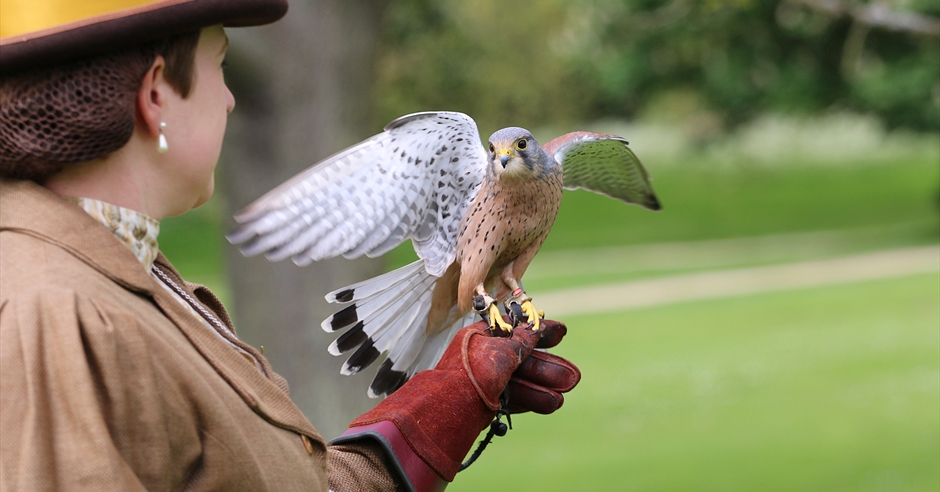 Harvest Falconry at Audley End - Animal Event in Saffron Walden ...
