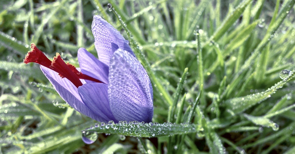 Saffron Day - Outdoor Event in Saffron Walden, Saffron Walden - Visit Essex