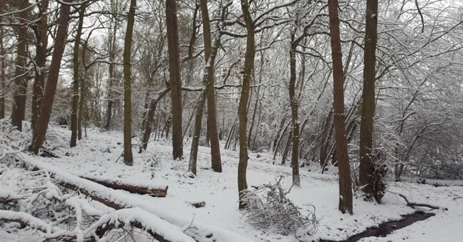 Family Christmas Trails - Christmas - Family in Colchester, Colchester ...