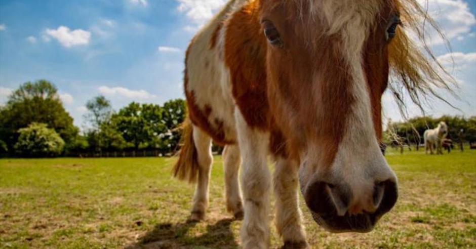 Hopefield Animal Sanctuary - Animal Sanctuary in Brentwood, Brentwood ...