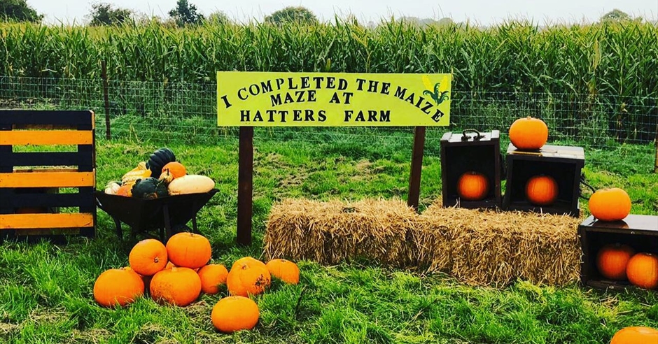 Hatters Farm Pumpkins - Experience in Takeley, Stansted - Visit Essex