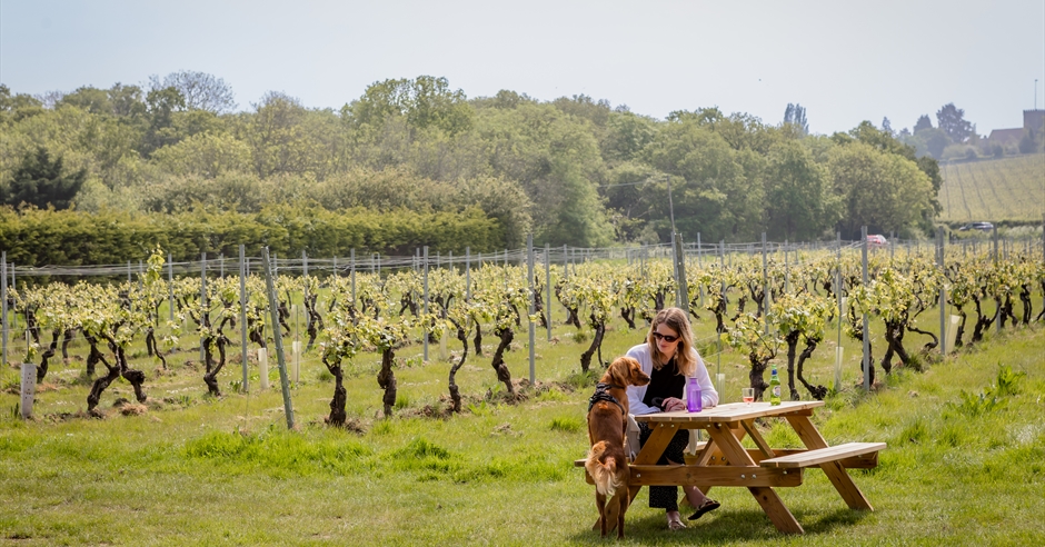 New Hall Wine Estate - Vineyard in Purleigh, Maldon - Visit Essex