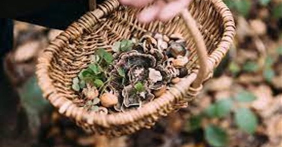 Introduction to Wild Foraging - Craft Demonstration in Great Dunmow ...