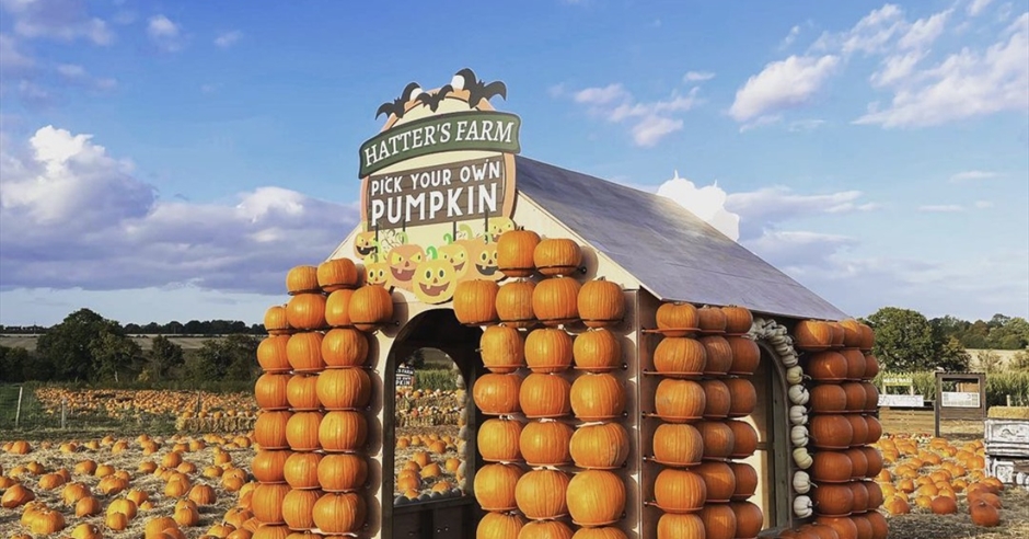 Hatter's Farm Pumpkin Picking - Children's Activity Event in Bishop's ...