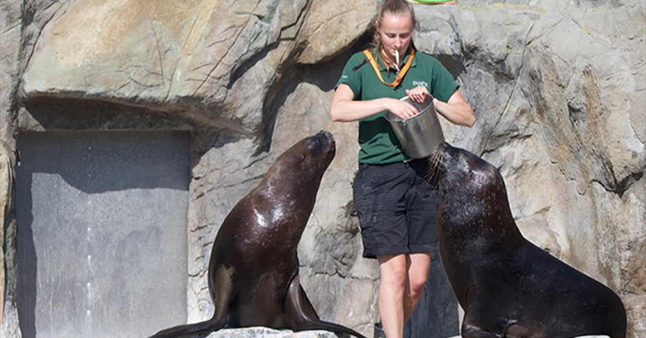 Experiences at Colchester Zoo - Experience in Colchester, Colchester ...