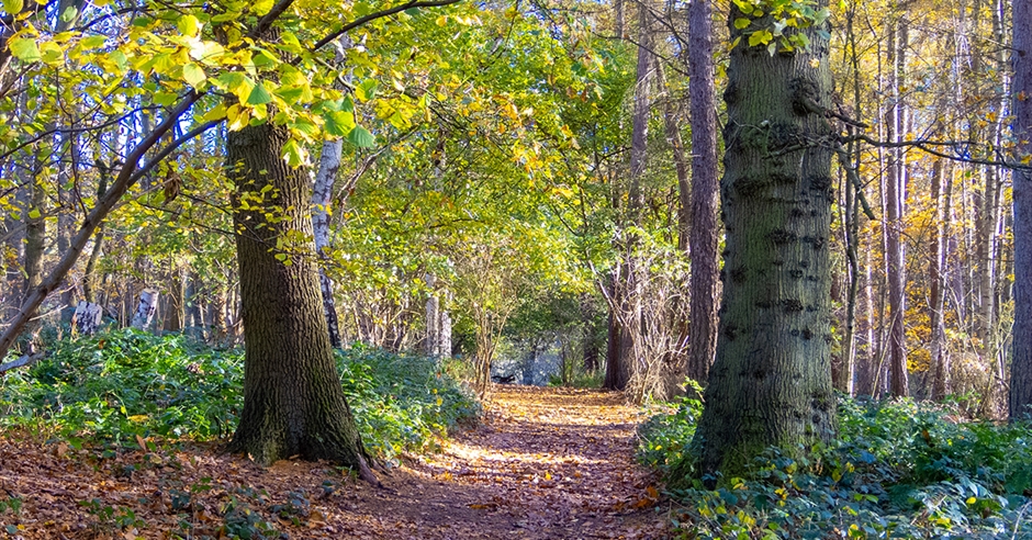 Weald Country Park - Country Park in South Weald, Brentwood - Visit Essex