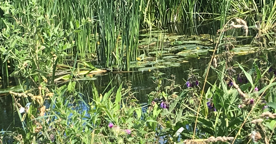 Witham River Walk and Whetmead Nature Reserve - Walking Route in Witham ...