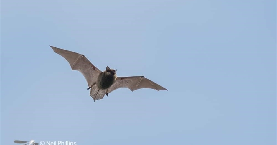 Whats that Bat? - Bat Walk - Wildlife & Nature Event in Bures, Dedham ...