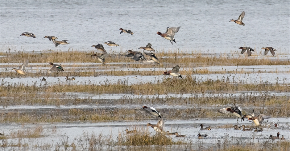 Duck I.D Workshop - Guided Walk in Colchester, Colchester - Visit Essex