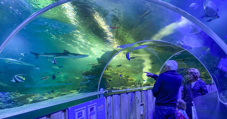Sealife Adventure - Aquarium in Southend-on-Sea, Southend-on-Sea ...