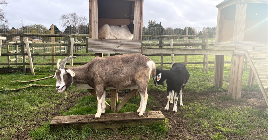 Harlow Pets Corner - Farm in Harlow, Harlow - Visit Essex
