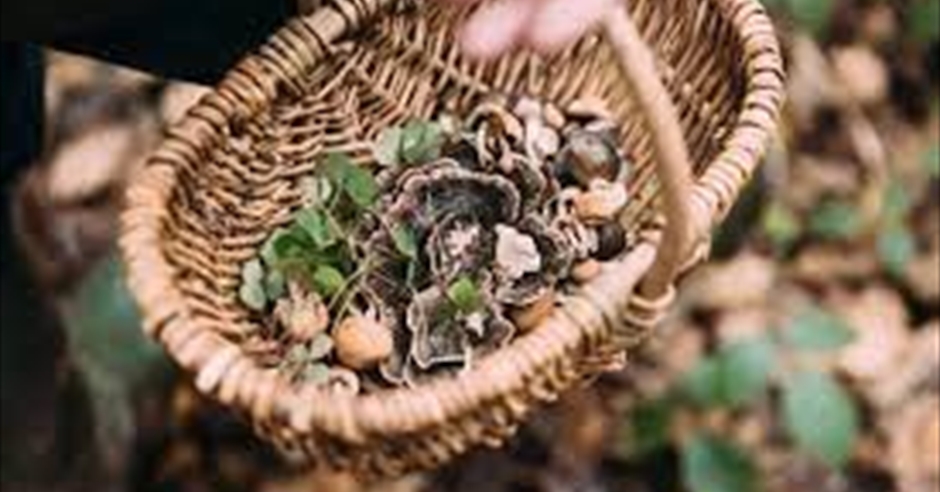 Introduction to Wild Foraging - Workshop/Course in Finchingfield ...