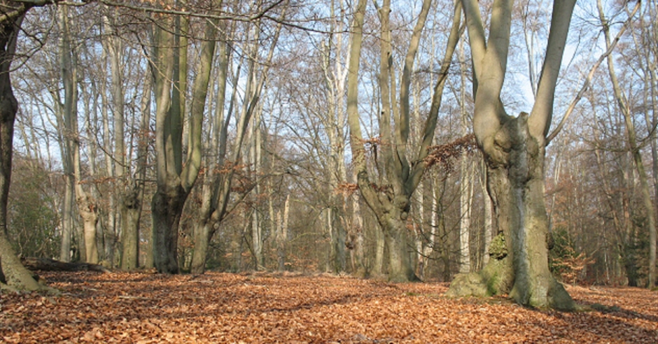 Christmas Forest Fun - Children's Activity Event in Chigwell, Chigwell ...