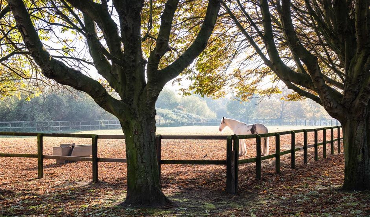 Lee Valley Riding Centre - Horse Riding in Leyton, Waltham Abbey ...