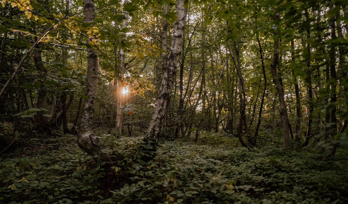 Little Baddow - Village in Little Baddow, Chelmsford - Visit Essex