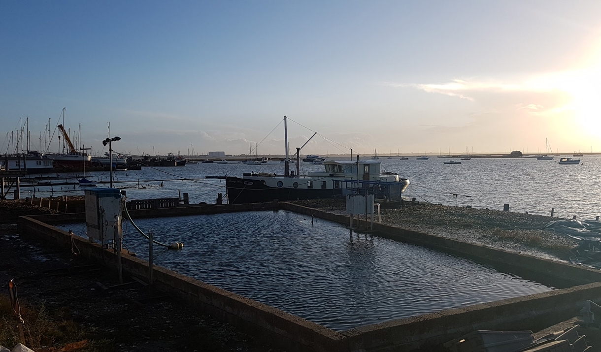 Oyster Beds and Salt Marshes; Magical Mersea - Walking Route in ...
