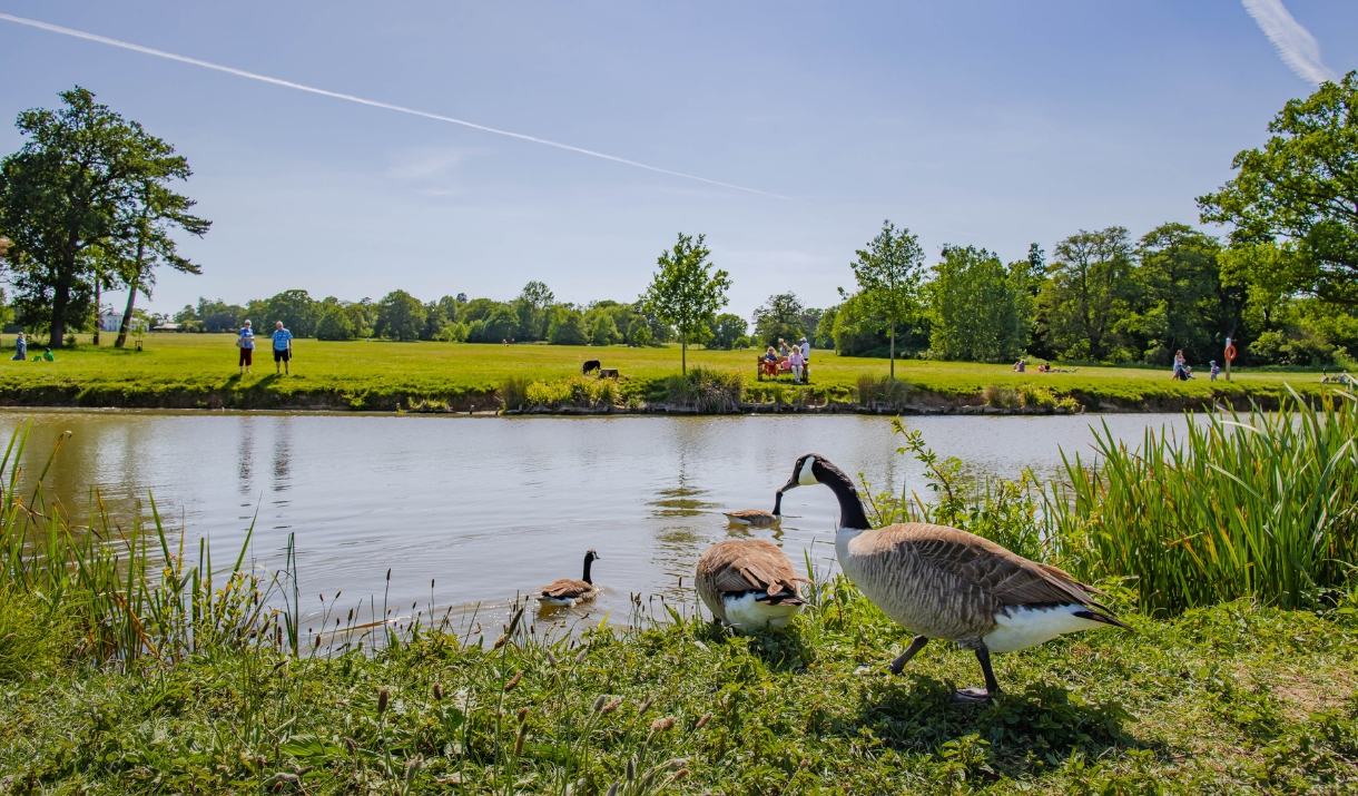 Hylands Estate - Historic House in Chelmsford, Chelmsford - Visit Essex