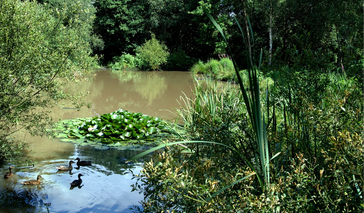 Galleywood - Village in Galleywood, Chelmsford - Visit Essex