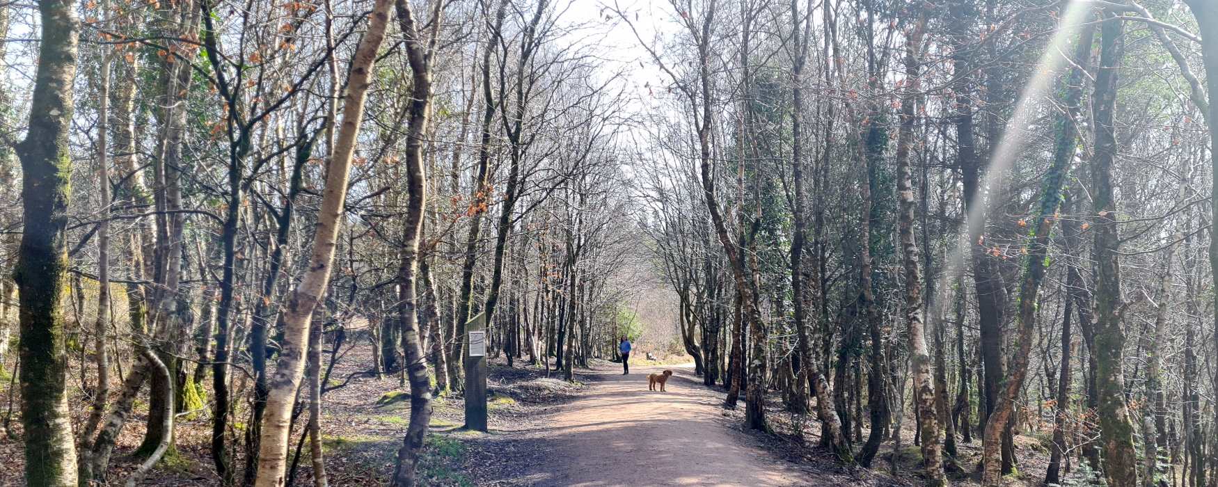 Dog Friendly - Visit Exeter