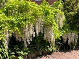 National Trust Killerton House & Gardens - Historic House/Palace in ...