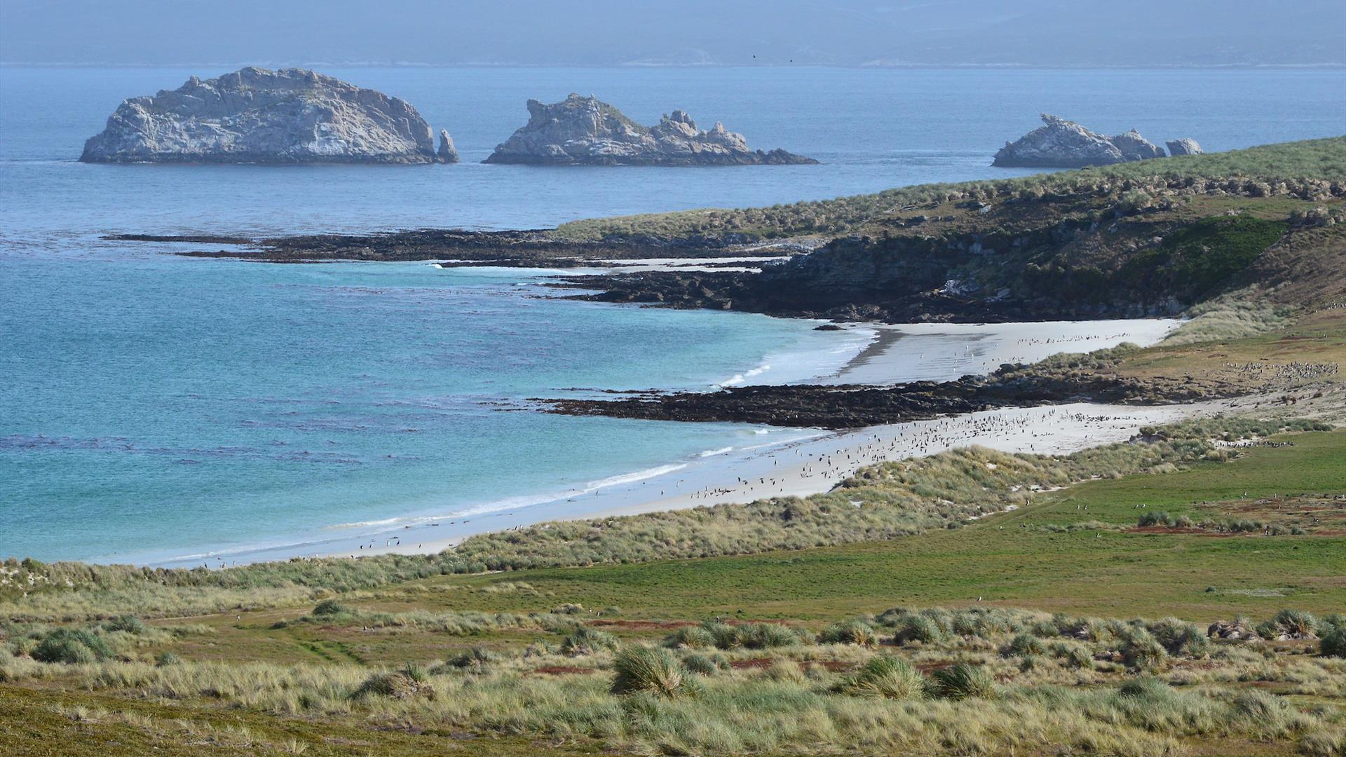 Top 5 Things to do in the Falklands