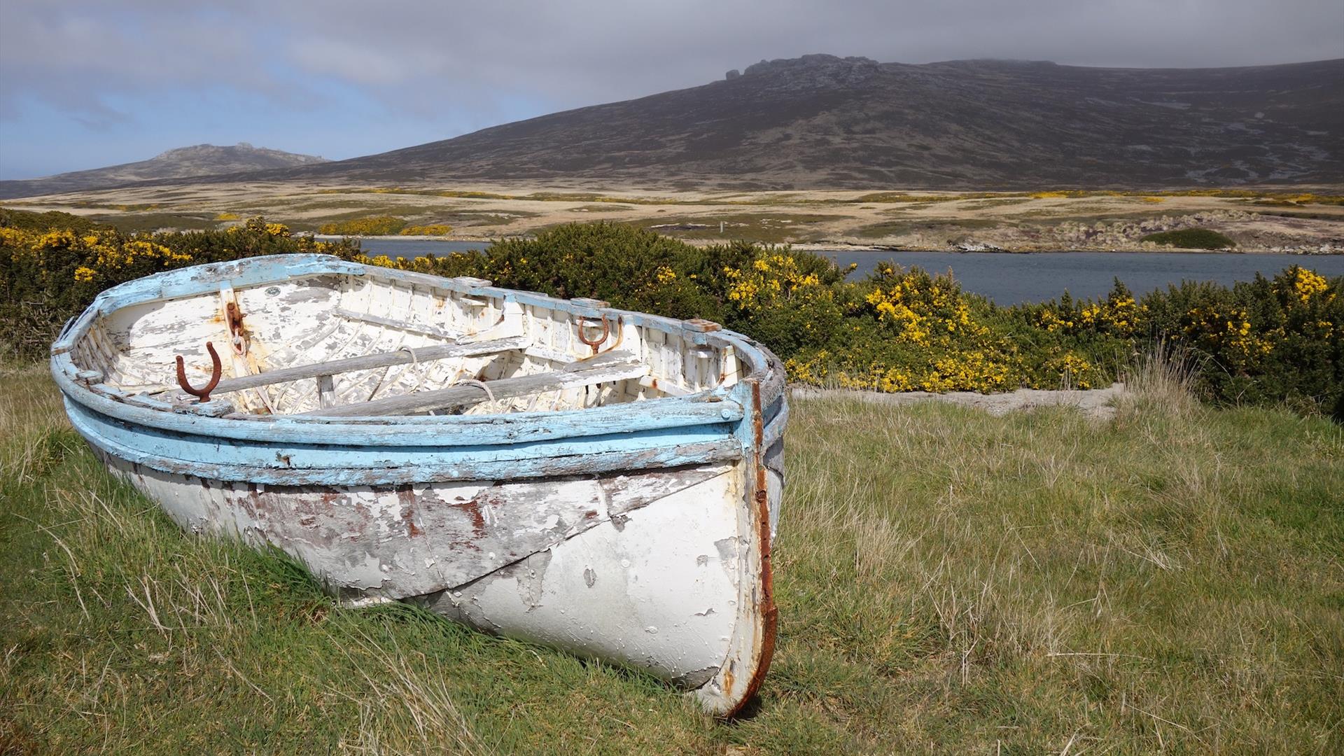 Explore Weddell Island, Falklands