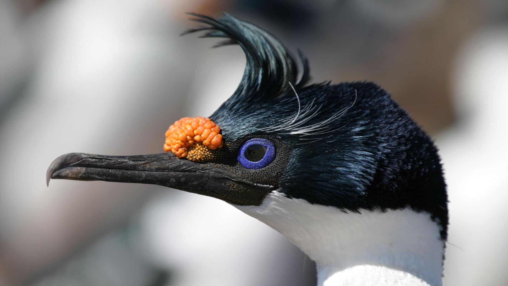 Falkland Islands Birds & Sealife Including Penguins