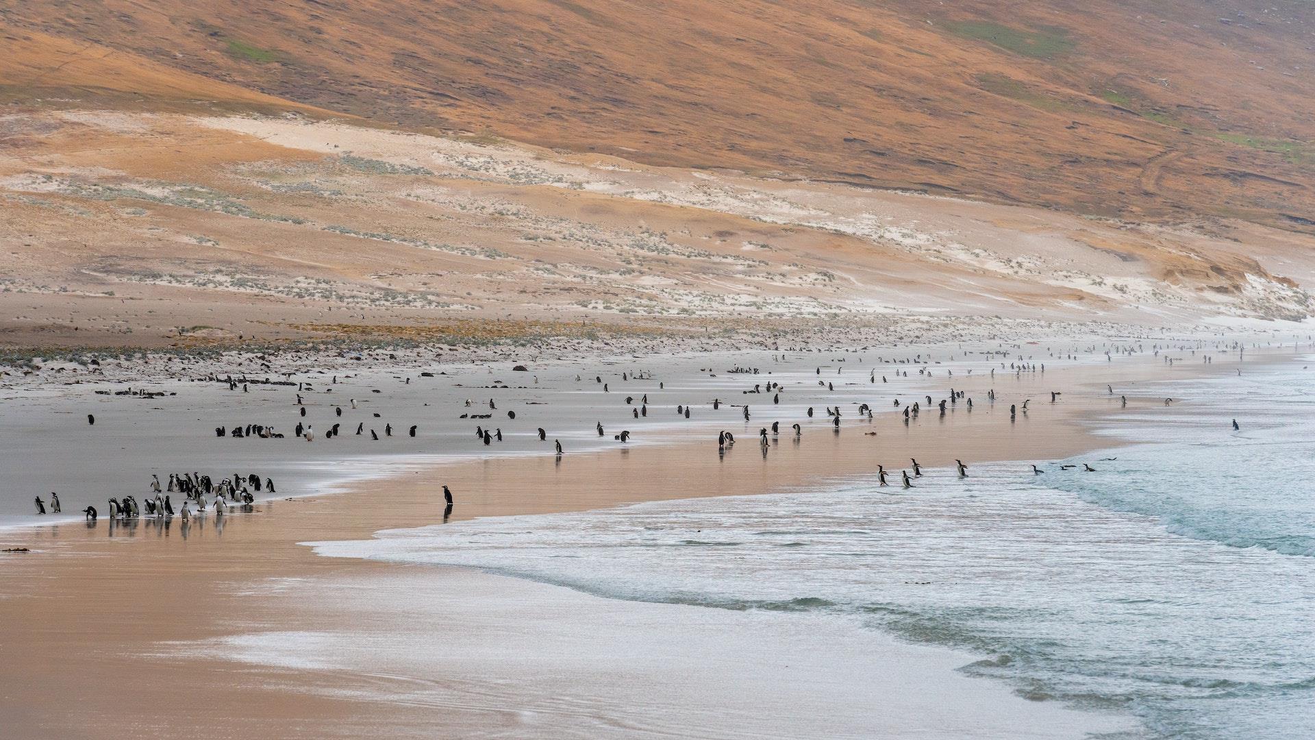 Explore Saunders Island, Falklands