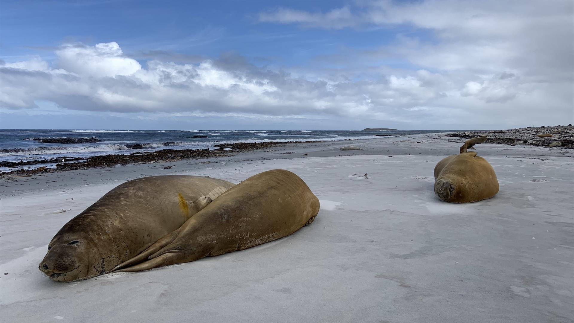Falkland Islands Wildlife Watching | Bird Watching Falklands