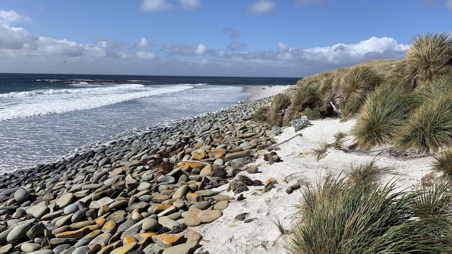 Discover Jason Islands, Falklands