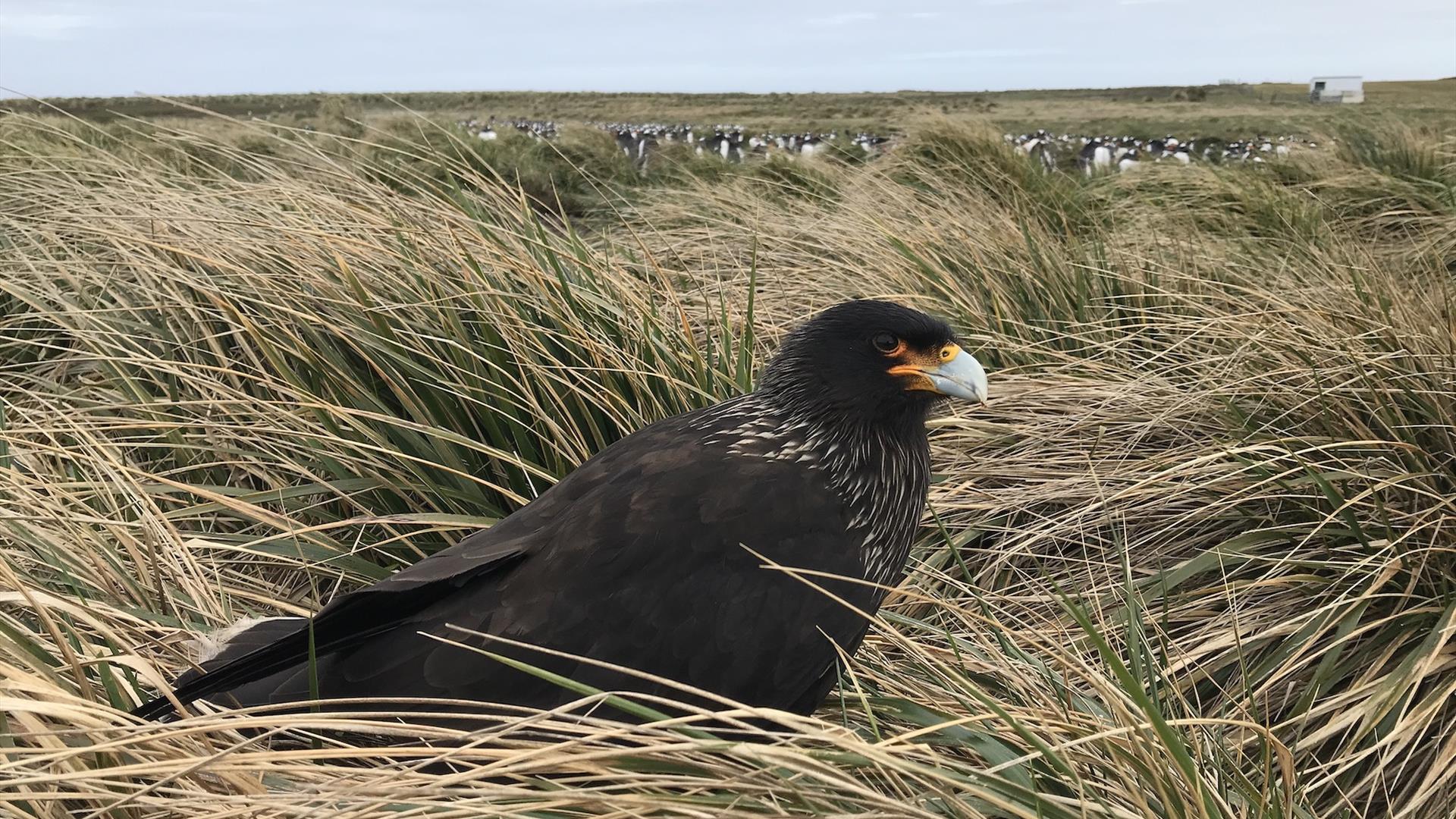 Nature - Falkland islands