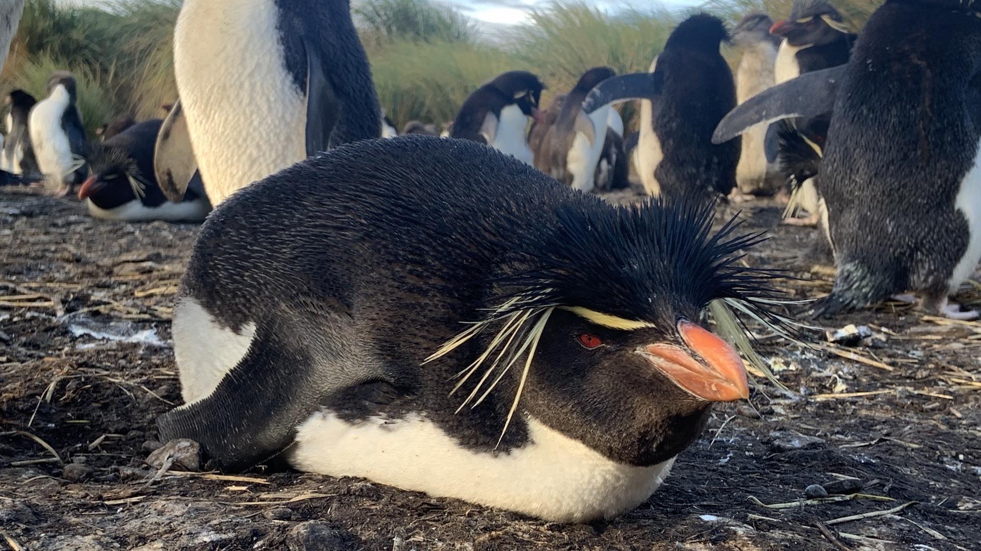 Wildlife and Penguins - Falkland islands