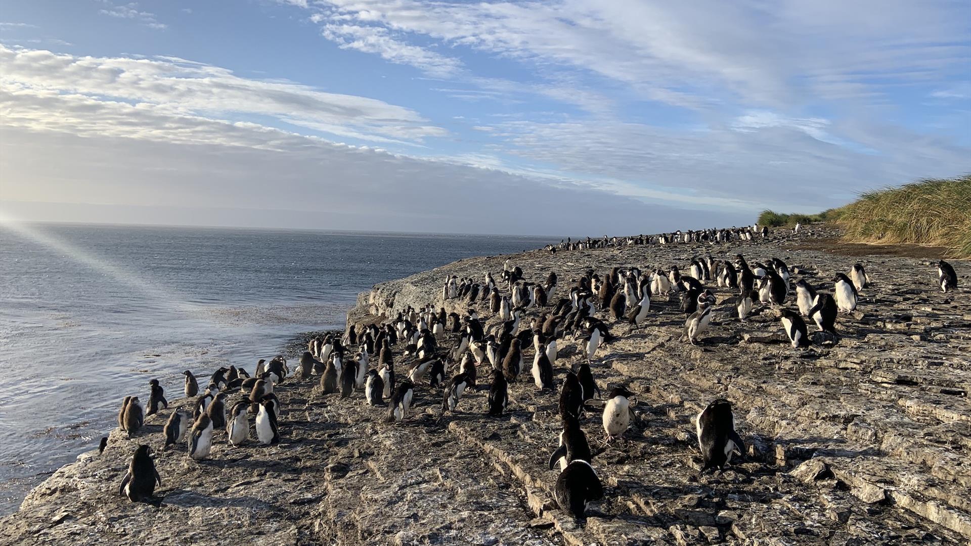 Discover Pebble Island, Falklands