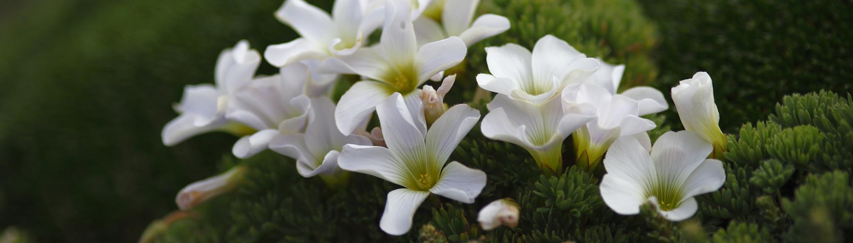 Visit The Falkland Islands | Falklands