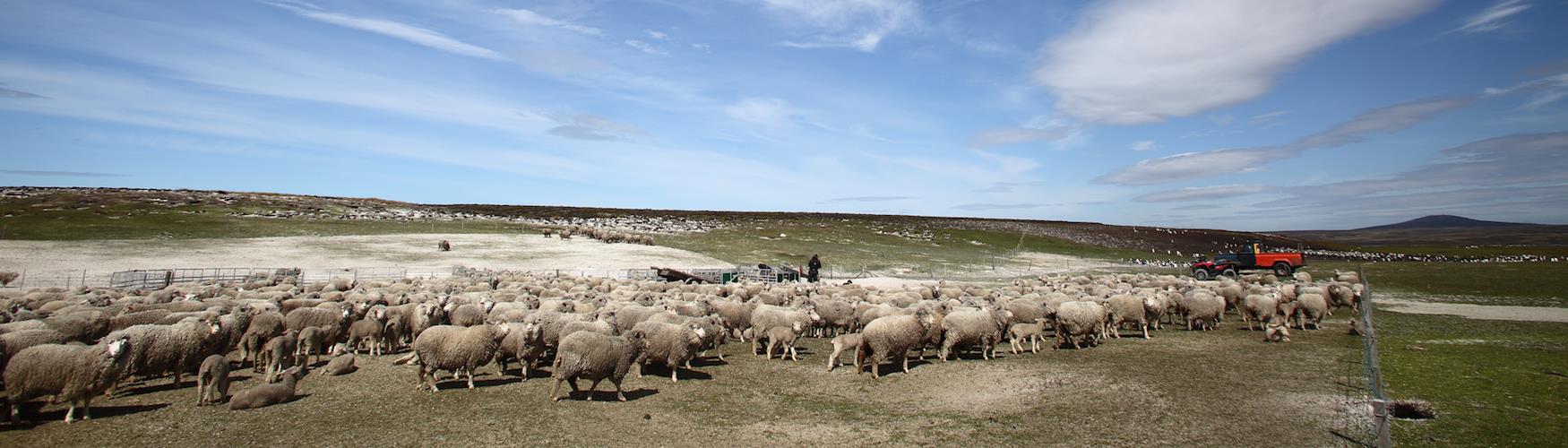 Visit The Falkland Islands | Falklands