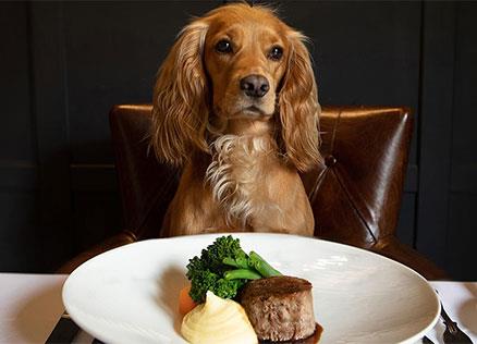 Dog Friendly Holidays | Visit Lake District