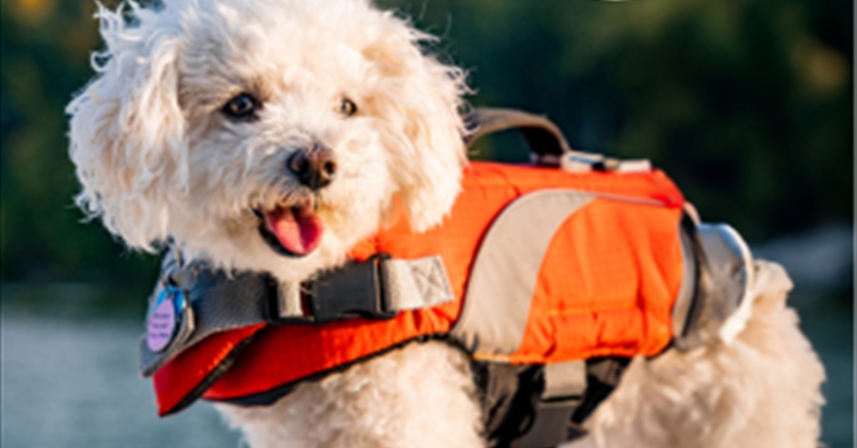 Em-bark-ing on an Adventure? | Make sure they’re covered - Visit Lake ...