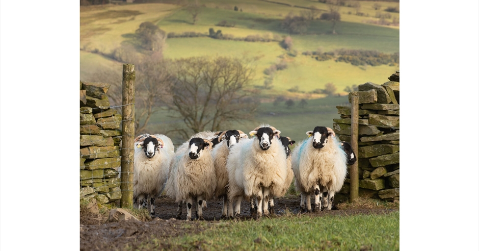 Amy Bateman Photography Ltd - Kendal - Visit Lake District