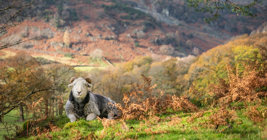 Amy Bateman Photography Ltd - Kendal - Visit Lake District