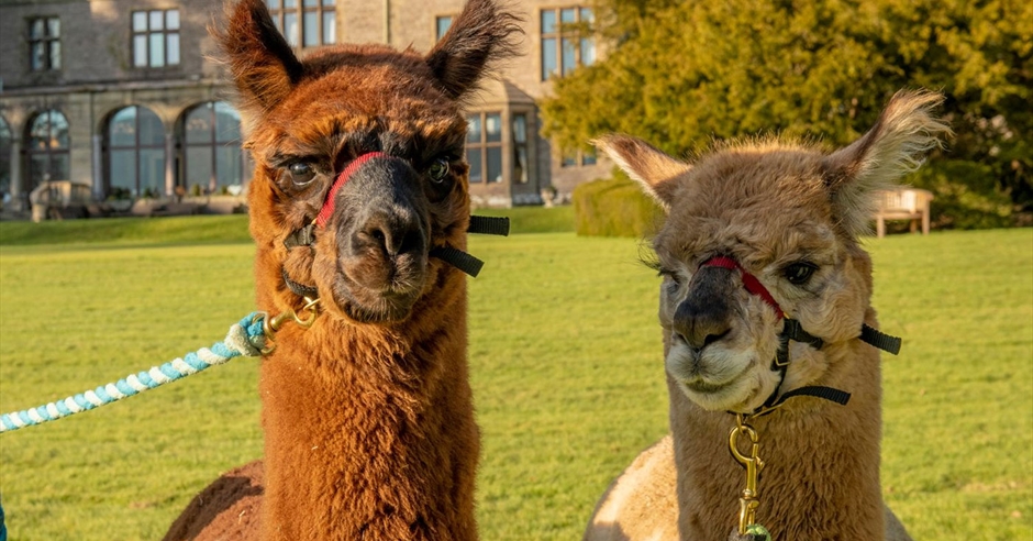 Alpaca Walking at The Lake District Wildlife Park - Bassenthwaite ...