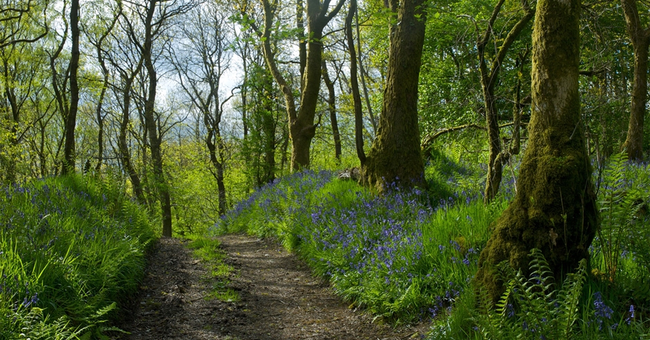 Discover a lost rainforest...in Cumbria! with Cumbria Wildlife Trust ...