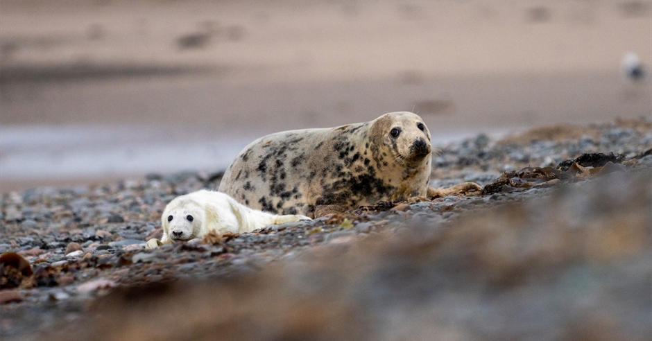 South Walney Nature Reserve - Barrow-in-Furness - Visit Lake District