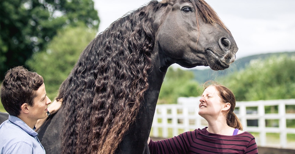 The Friesian Experience - Grange-over-Sands - Visit Lake District