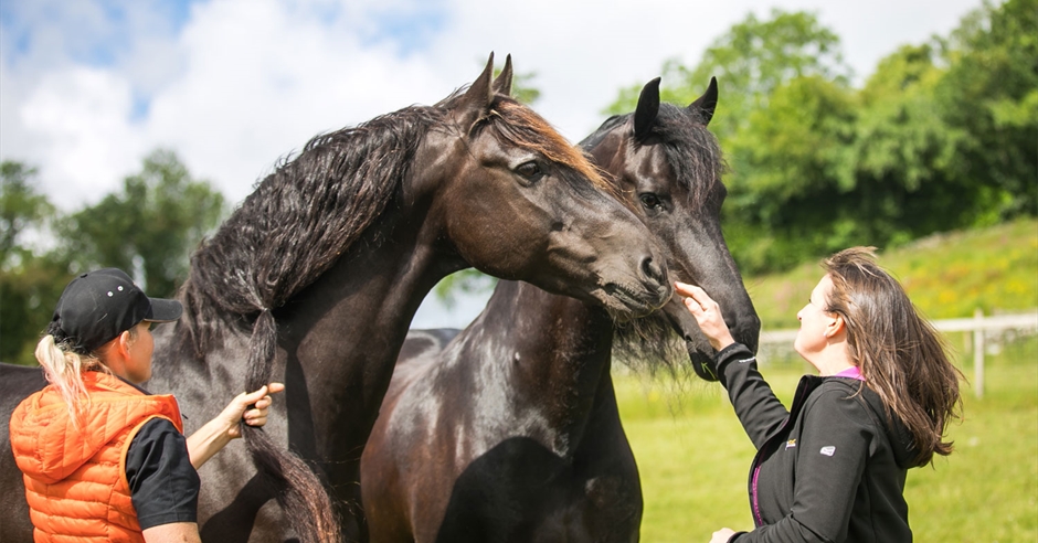 The Friesian Experience - Grange-over-Sands - Visit Lake District