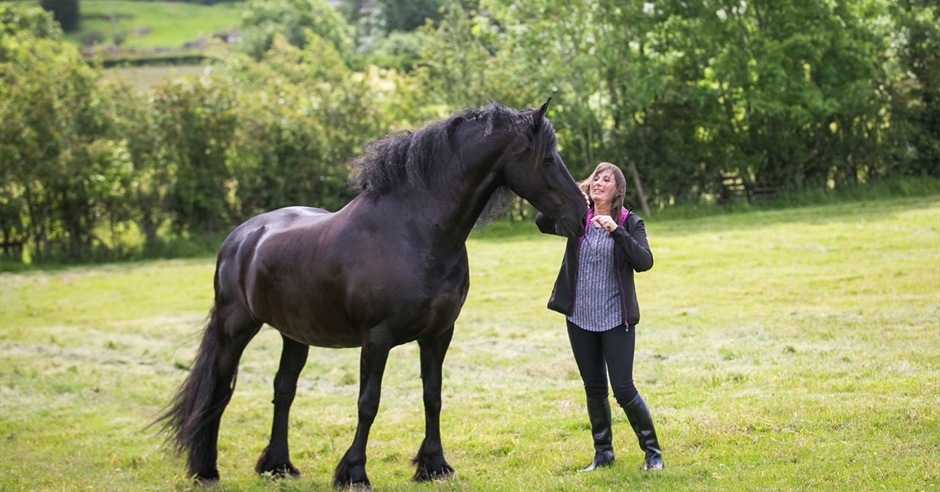 The Friesian Experience - Grange-over-Sands - Visit Lake District