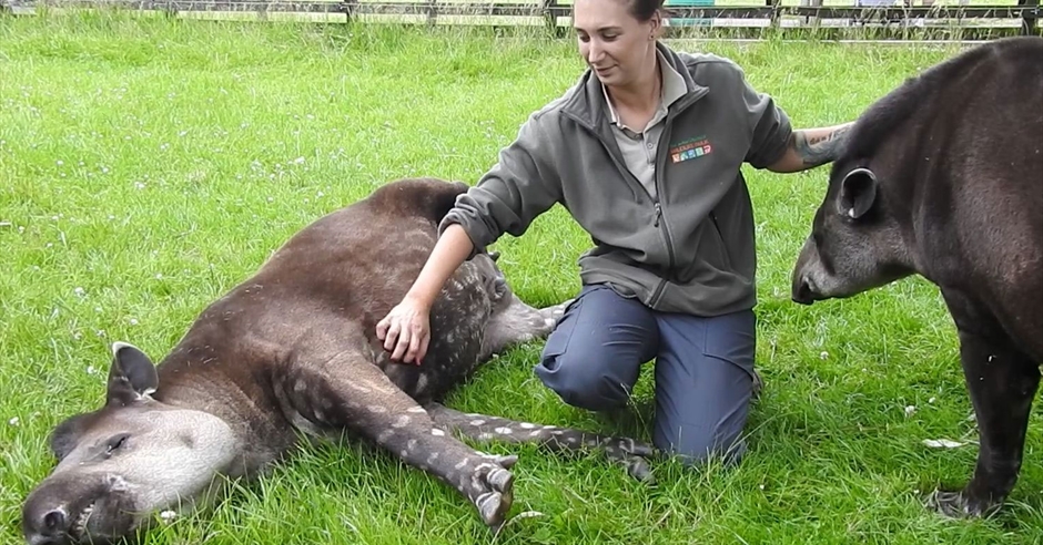 Ultimate Animal Experience at The Lake District Wildlife Park ...