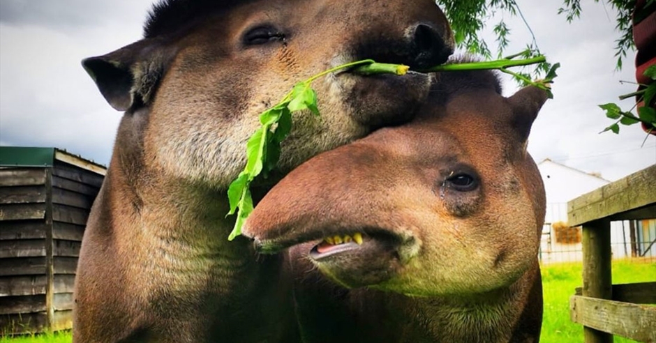 Ultimate Animal Experience at The Lake District Wildlife Park ...