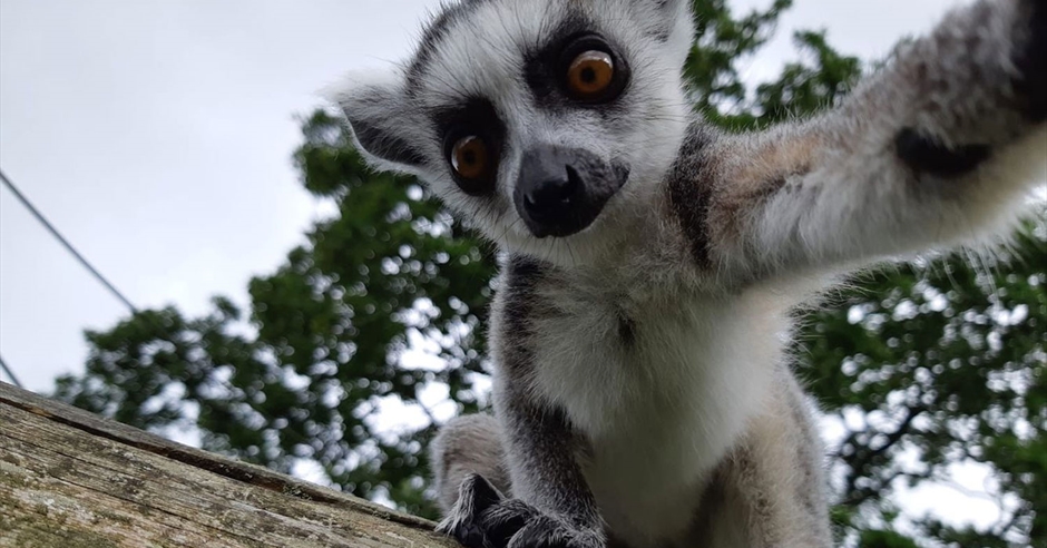 Ultimate Animal Experience at The Lake District Wildlife Park ...