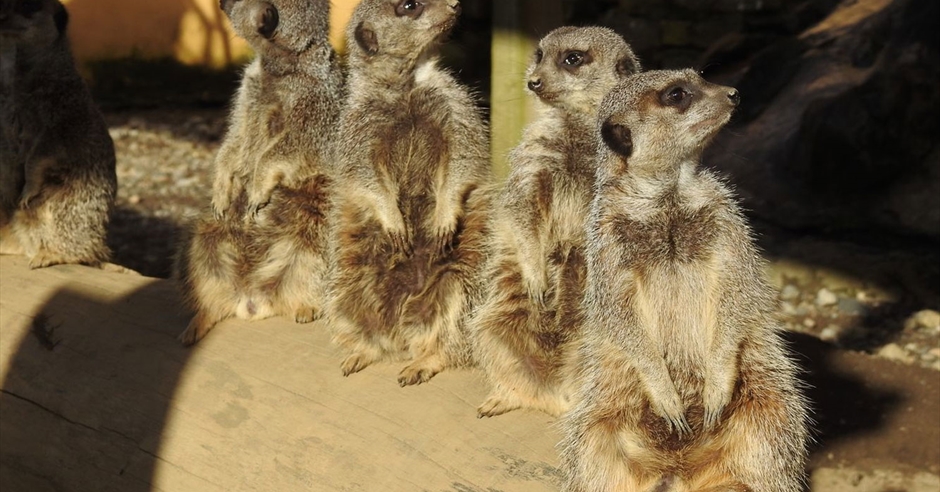 Ultimate Animal Experience at The Lake District Wildlife Park ...